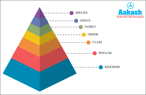 Taxonomic Hierarchy Definition & Taxonomic Categories Formation | AESL